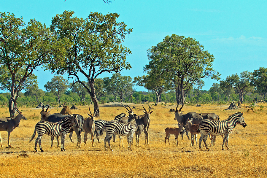 Zimbabwe Travel Guide | Travel Nation